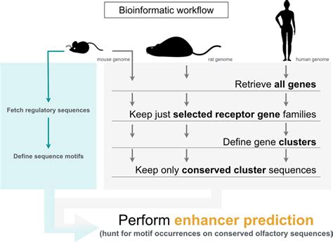 Outline Of The Bioinformatic Framework We Retrieved Gene Information Download Scientific