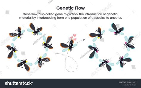 11 Gene Migration Stock Vectors And Vector Art Shutterstock