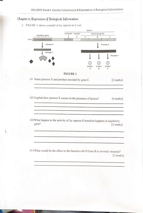 Bio Dna Exercise DNA Excercise PKA SBO Week Genetic Inheritance Expression Of Biological