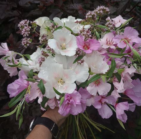 New Years Resolution To Start A New Cutting Patch Higgledy Garden
