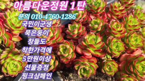 아름다운정원1탄 중대품 군생다육예쁜창다육5만원이상 무료배송 선물도 준비했습니다 문스톤룬데리트웬베리퍼플레이디크리스티뷰티춥스철화달리안솔루치아유아독존