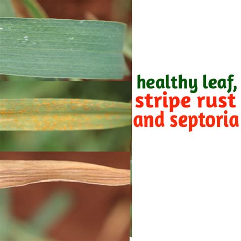 Wheat Leaf Dataset Kaggle Wheat Leaf Dataset Kaggle