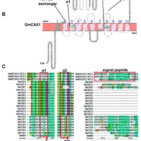 Topology Model And Homology Analysis Of Soybean Ca 2 Cation