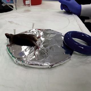 PDF Protocol For Primary Mouse Hepatocyte Isolation