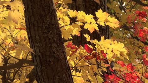 Multi Colored Leaves On Various Trees Stock Footage Video Royalty Free Shutterstock