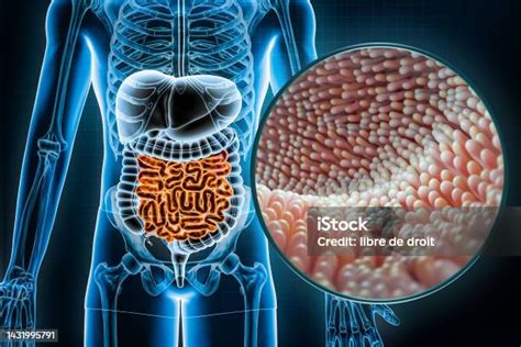 인간의 소화 시스템 및 위장관과 소장 또는 장의 미세 융모가있는 3d 렌더링 그림 해부학 의학 생물학 미생물학 과학 건강 관리 개념 마이크로바이옴에 대한 스톡 사진 및 기타