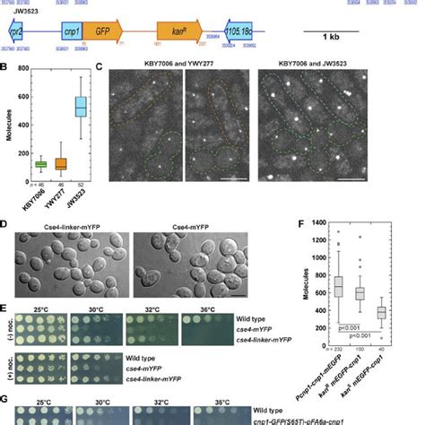 The Cohesin Cycle A Schematic Of The Cohesin Complex Scc3 Is A Download Scientific Diagram
