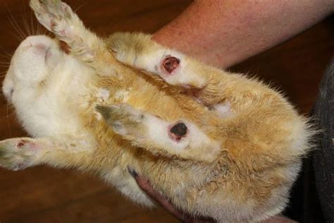 Pododermatitis En Conejos Una De Las Enfermedades Más Comunes Rescue Rabbit Pledge Ferret Pododermatitis En Conejos Una De Las Enfermedades Más Comunes Rescue Rabbit Pledge Ferret