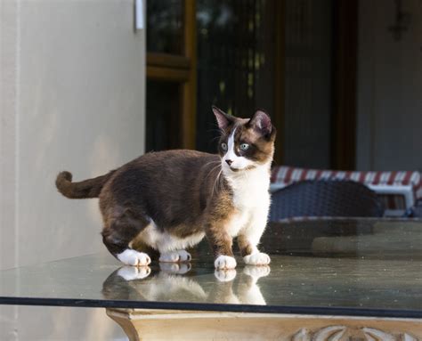 23 Cutest Cat Breeds From Munchkin Cats To Bombay Cats