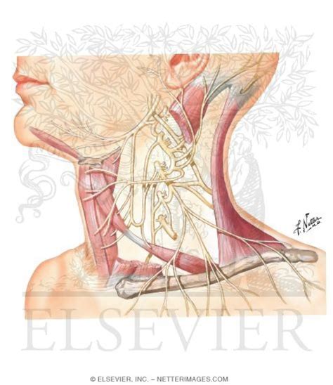 Cervical Plexus Drawing