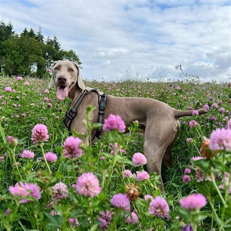 Plaag Ivo Van Woerden