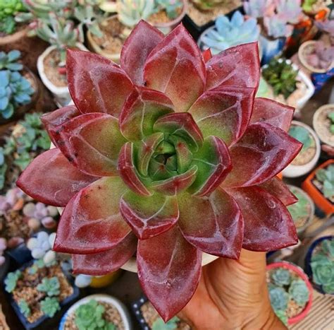 Succulents and Company/Суккуленты спб/разведение | ВКонтакте