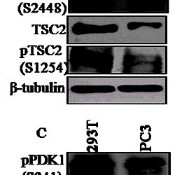 Comparative Analysis Of The Translational Regulatory Proteins And Different Signaling Pathway