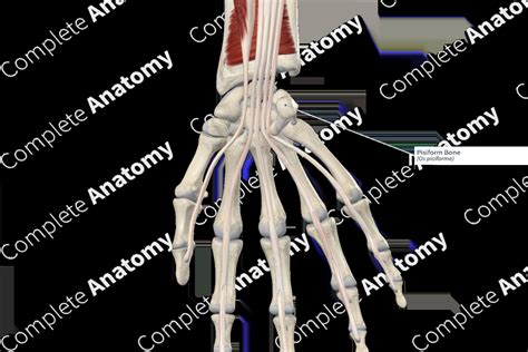 Pisiform Bone Complete Anatomy