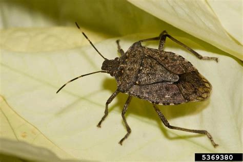 Common Stink Bugs In Corn Crop Science Us