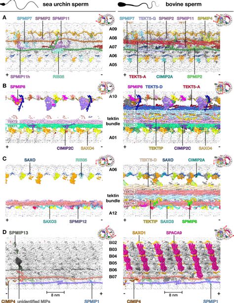 Structural Specializations Of The Sperm Tail Cell
