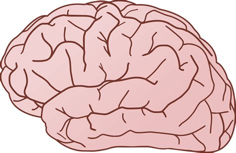 Cerebrum Cortex