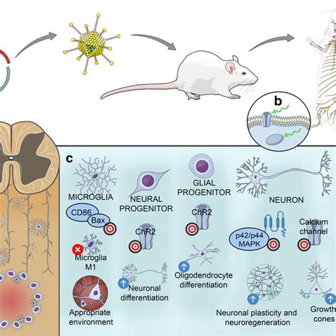 Clustered Regularly Interspaced Short Palindromic Repeats Crispr Download Scientific Diagram