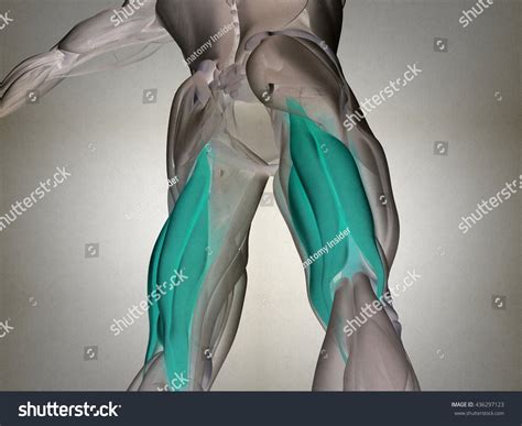 Hamstring Muscle Group Human Anatomy Muscle 스톡 일러스트 Shutterstock