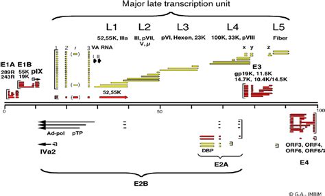 Map Of Adenovirus Genome And Transcriptional Units It Consists Of The