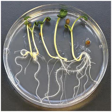 The Dose Makes The Poison Testing The Environmental Impacts Of Pollution