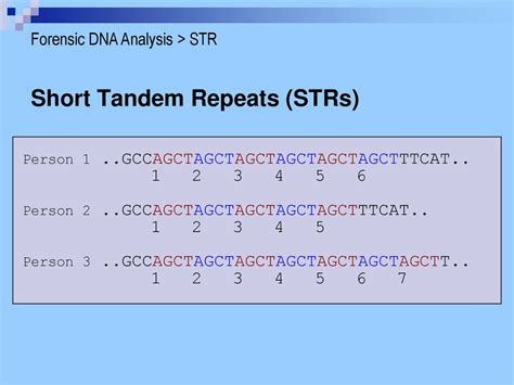 Forensic Dna Analysis Ppt Download