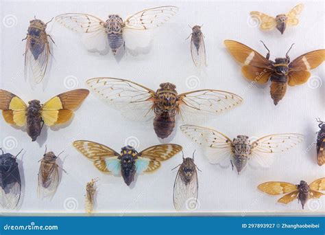 Insect Specimen Stock Image Image Of Cicadidae Sample 297893927