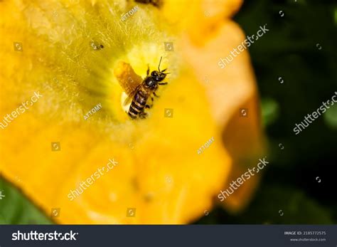 10 Apis Koschevnikovi 图片、库存照片和矢量图 Shutterstock