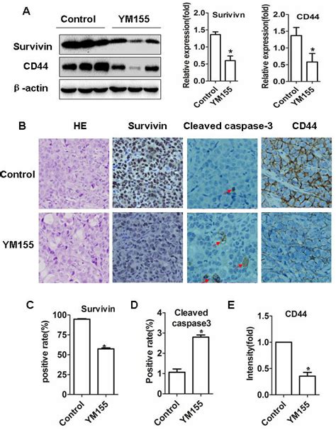 ym155 induces apoptosis and inhibits gastric cscs in vivo a ym155