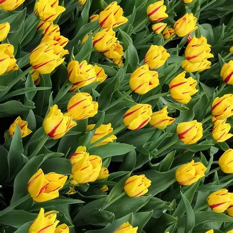 Floración De Los Tulipanes En Países Bajos