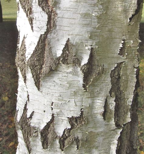 Silver Birch Tree Bark