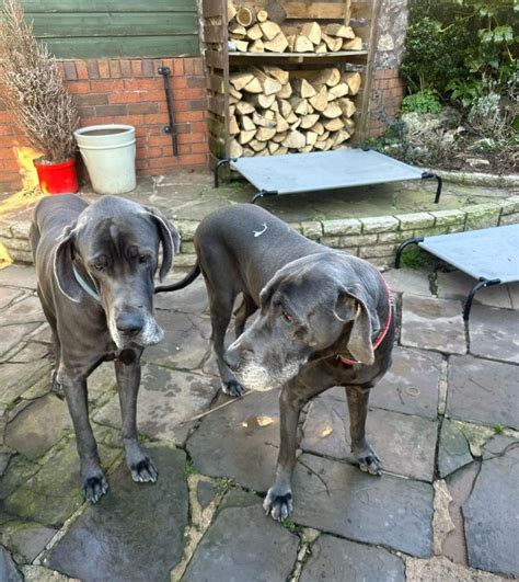 Rehoming Danes National Great Dane Rescue