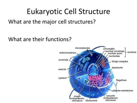PPT Cell Structure And Function PowerPoint Presentation Free Download ID