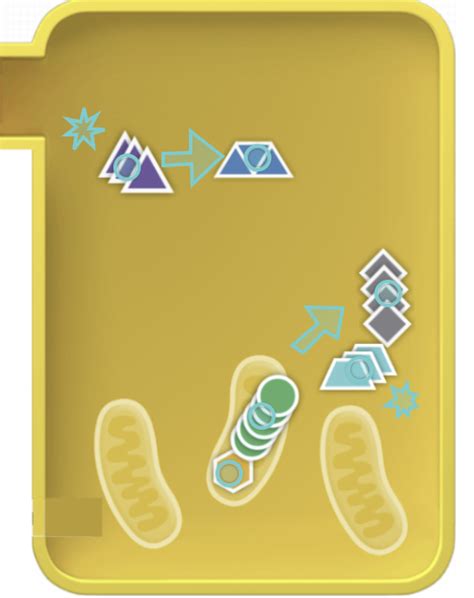 Science Diagram Quizlet