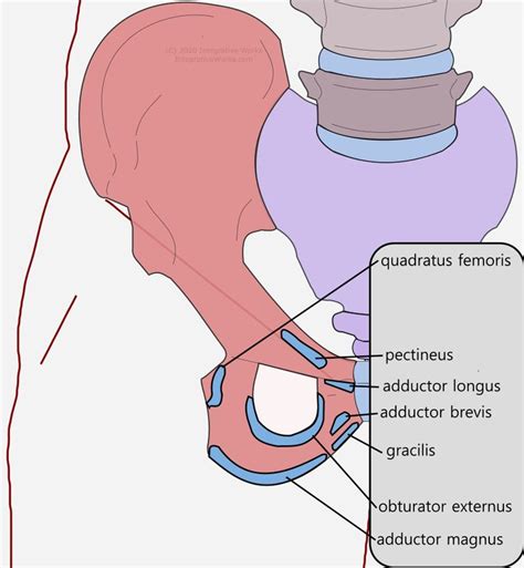 Adductor Pubic Attachments Neuromuscular Massage Protocol Neuromuscular Guided Imagery