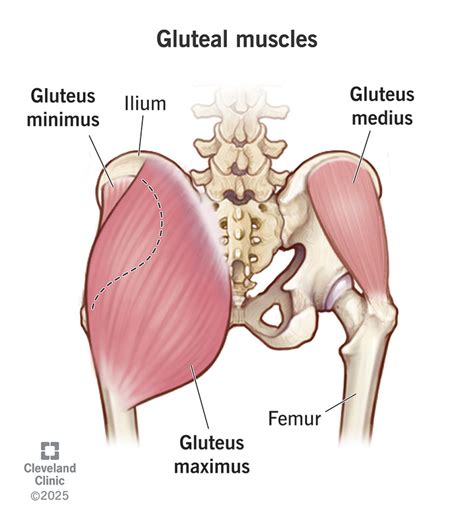 Gluteus Maximus Diagram