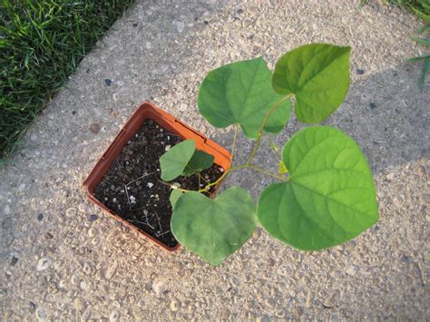 Plaintalker II My Babe Redbud Tree