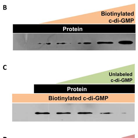 Schematic Overview Of Pulldown Assays A Pulldown Using Biotinylated Download Scientific