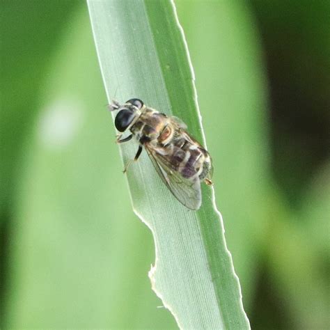 Eumerus Figurans From W9vm Vxg Kattampally Kerala 670562 India On August 15 2023 At 08 42 Am