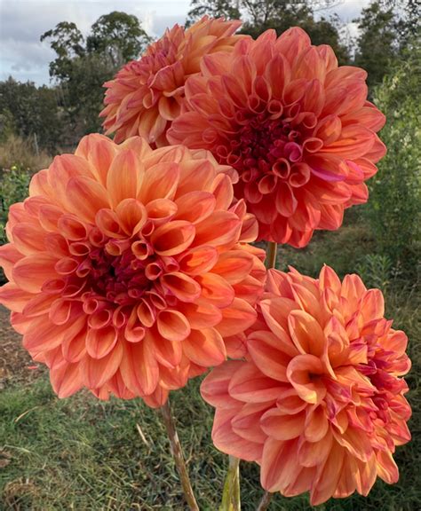 Tubers 2026 Page 3 Kula Dahlia Farm