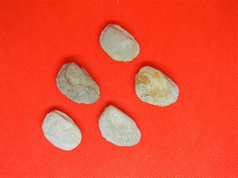 Fossil Specimen Bivalvia Jurassic James