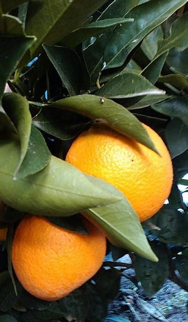 РАСТЕНИЯТА В ГРАДИНАТА ботаническа градина Маргарита