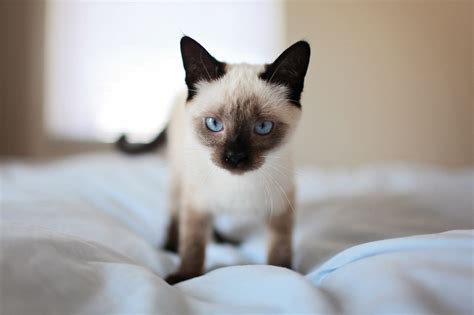 Cute Siamese Cats