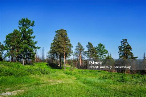 녹색 잔디와 야생 꽃과 여름 초원 풍경은 응비 림의 배경에 0명에 대한 스톡 사진 및 기타 이미지 0명 경관 계절 Istock