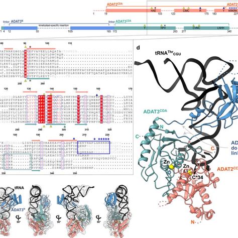The Structure Of Tbadat23 Heterodimer Bound To Trnathrcgu A Schematic Download Scientific