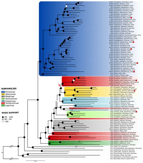 Phylogenomics Of Darkling Beetles Coleoptera Tenebrionidae From The Atacama Desert [peerj]
