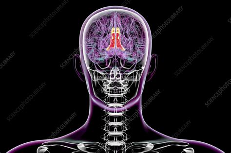 Cingulate Gyrus Illustration Stock Image F0437629 Science Photo
