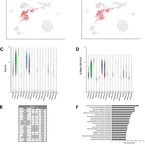 Venous 1 Cluster 2 A B Umap Feature Plots Showing Expression Of