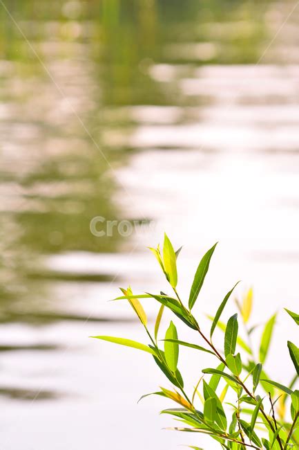 호숫가 감성 수생식물 파문 웨이브 사진이미지일러스트캘리그라피 Space작가