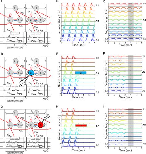 Reproduction Of Optogenetic Experiments By The Mathematical Model A A Download Scientific